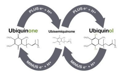 What Is The Difference Between Ubiquinol and Ubiquinone? - NutriONN ...